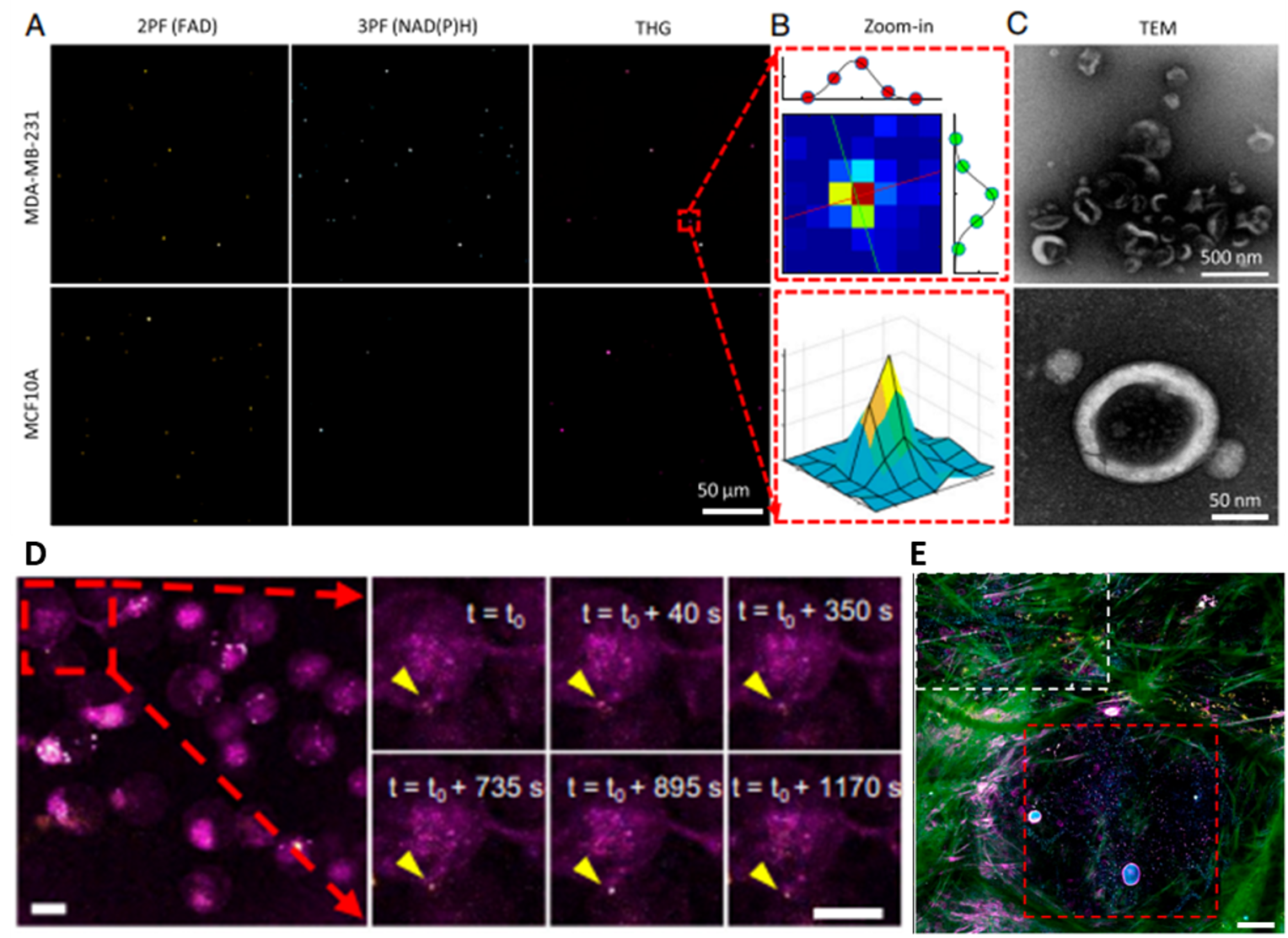 EV imaging | Biophotonics Imaging Laboratory | UIUC